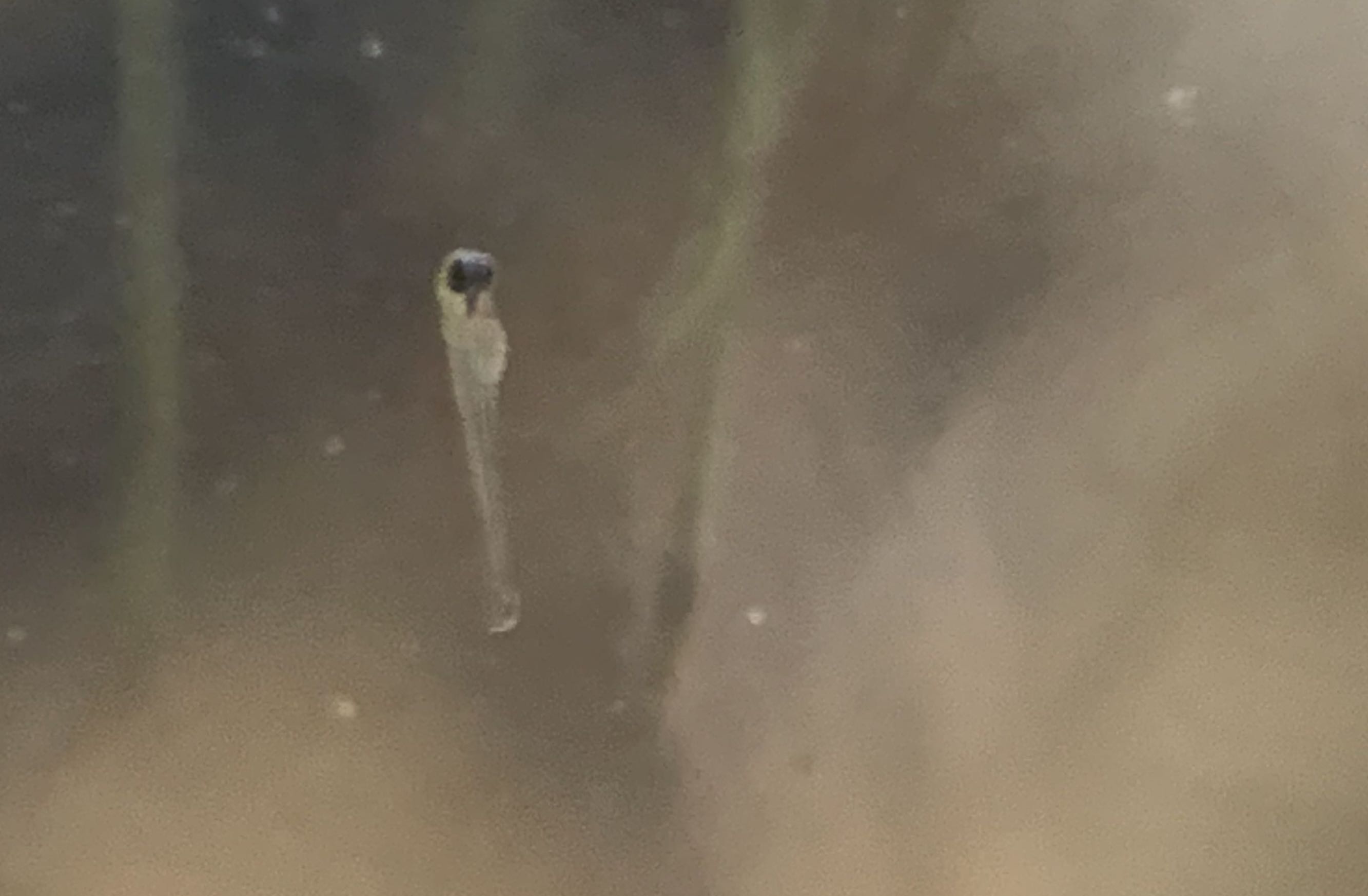 Vietnamese Cardinal Minnow Spawning Indoors – ATR93