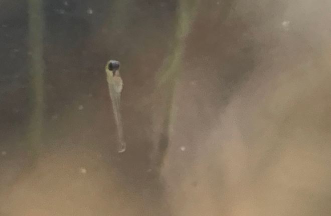 Vietnamese Cardinal Minnow Spawning Indoors – ATR93