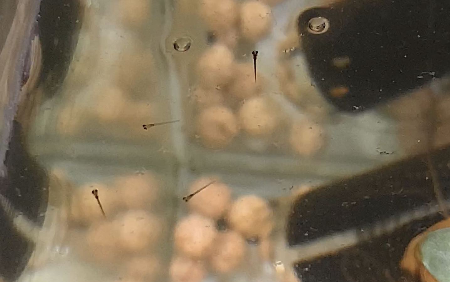 Vietnamese Cardinal Minnow Spawning Indoors – ATR93