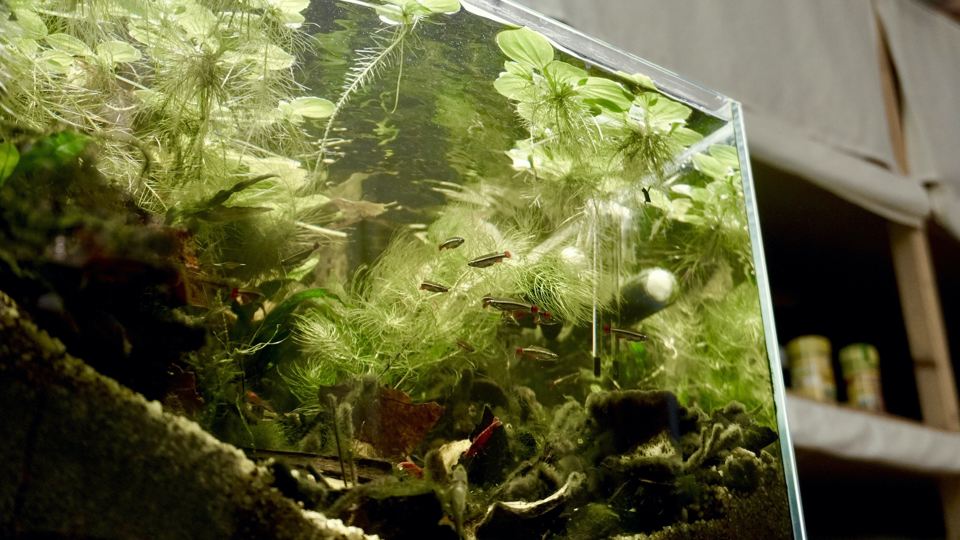 Vietnamese Cardinal Minnow Spawning Indoors – ATR93